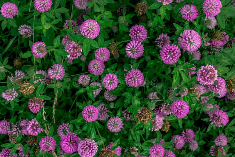 Background of Many Flowers of Pink Clover Stock Photo - Image of ...