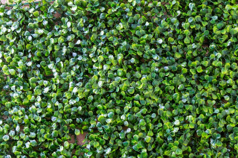 Background of Many Green Small Leaves is Evenly Distributed Throughout ...