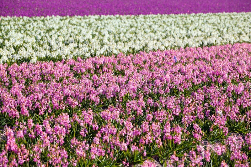 The dutch spring stock image. Image of stump, trees - 119479647