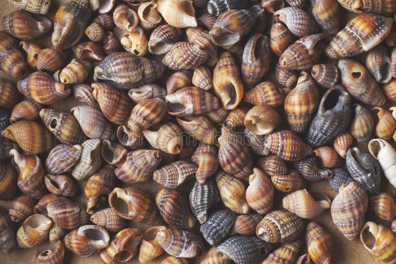 Background of Many Sea Shells Stock Image - Image of little, shell ...