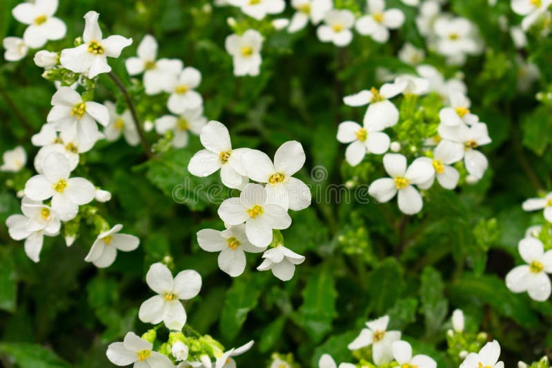 Background of Many Little White Little Flowers in Spring. Stock Image ...