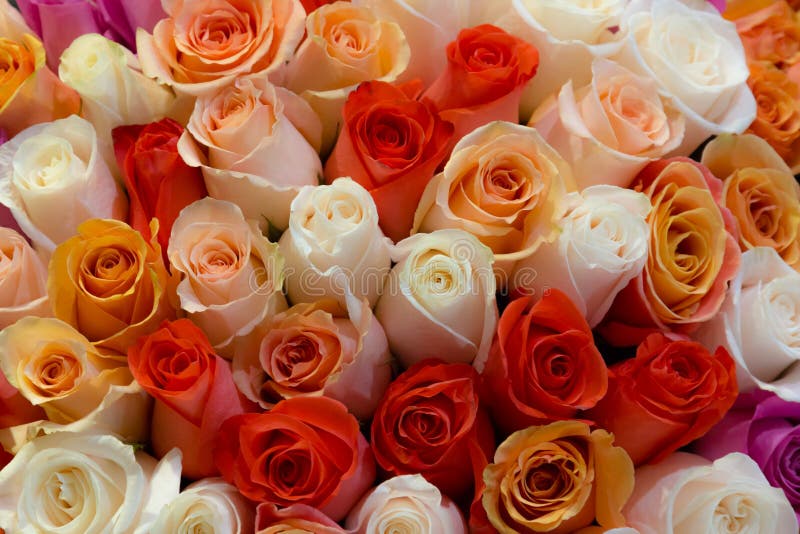 Bouquet of Flowers, Multi-colored Roses in a Wicker Basket Stock Photo ...