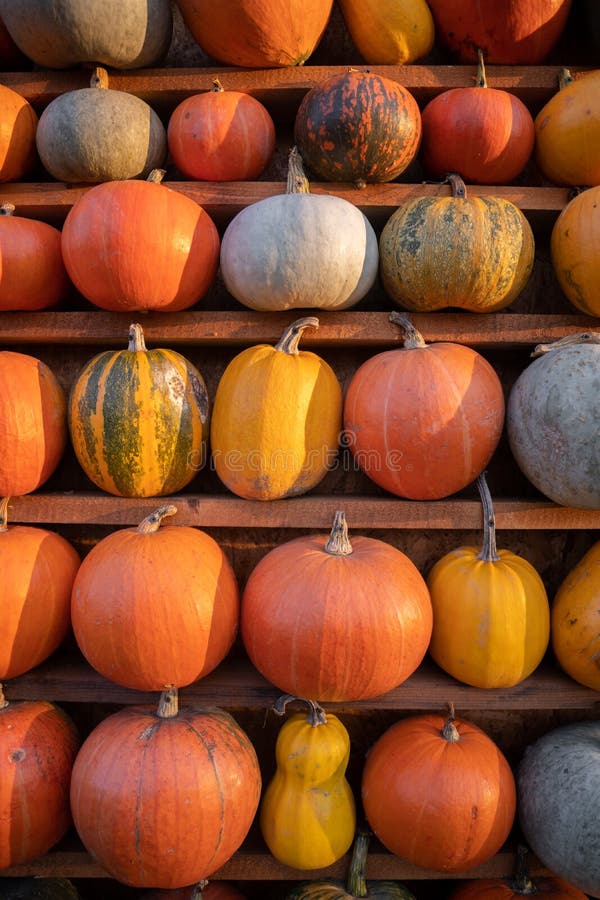Background of Many Multicolored Pumpkins Stock Photo - Image of organic ...