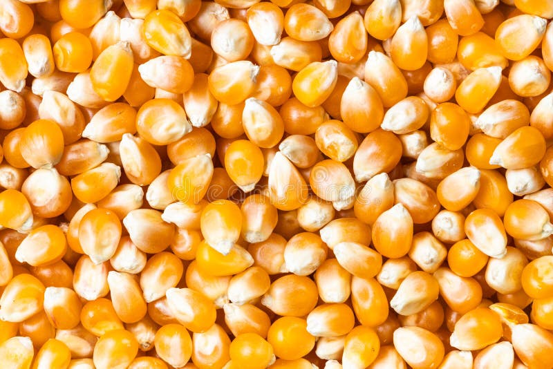 Background - Many Raw Maize Corns Stock Image - Image of organic ...