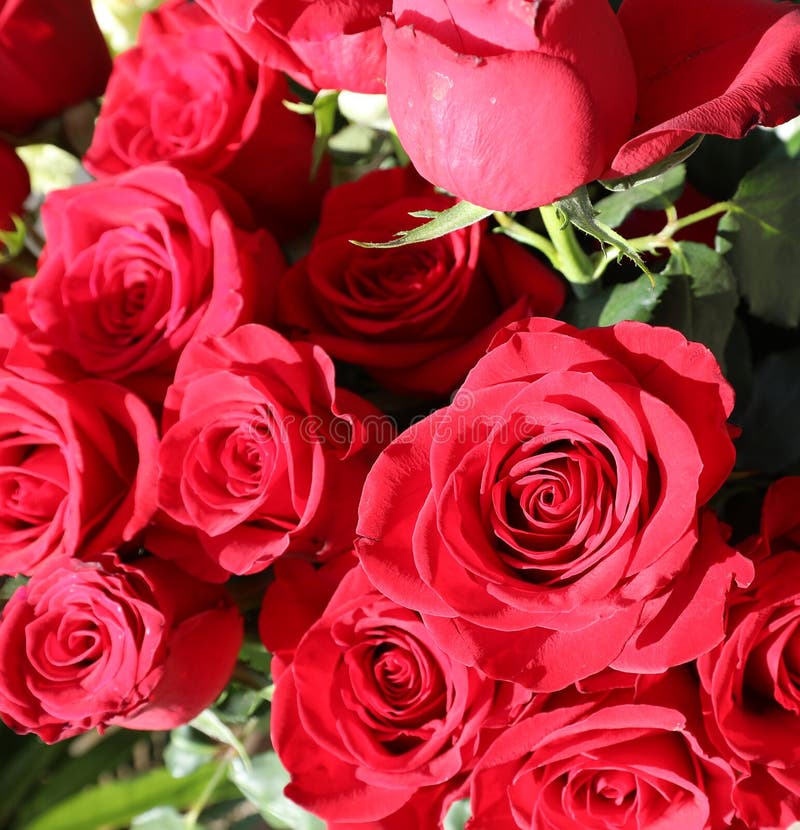 Background of Many Red Roses Stock Photo - Image of roses, passional ...