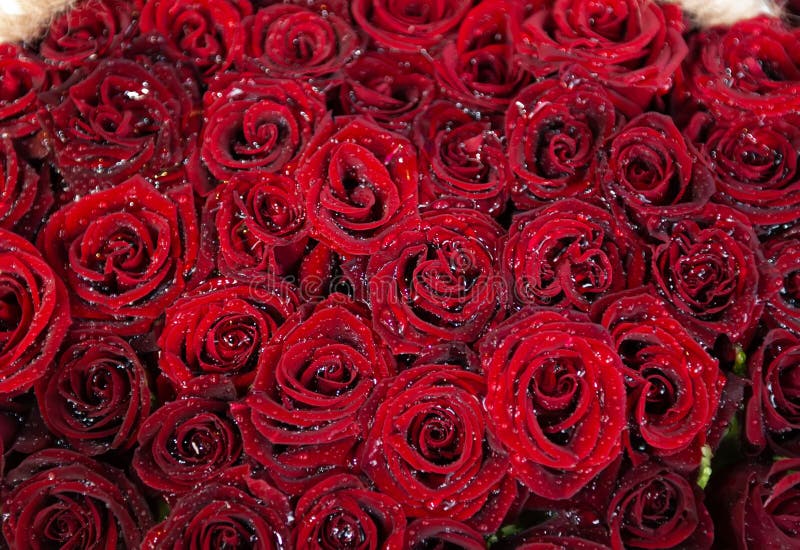 Background Many Red Roses with Water Drops Stock Photo - Image of roses ...