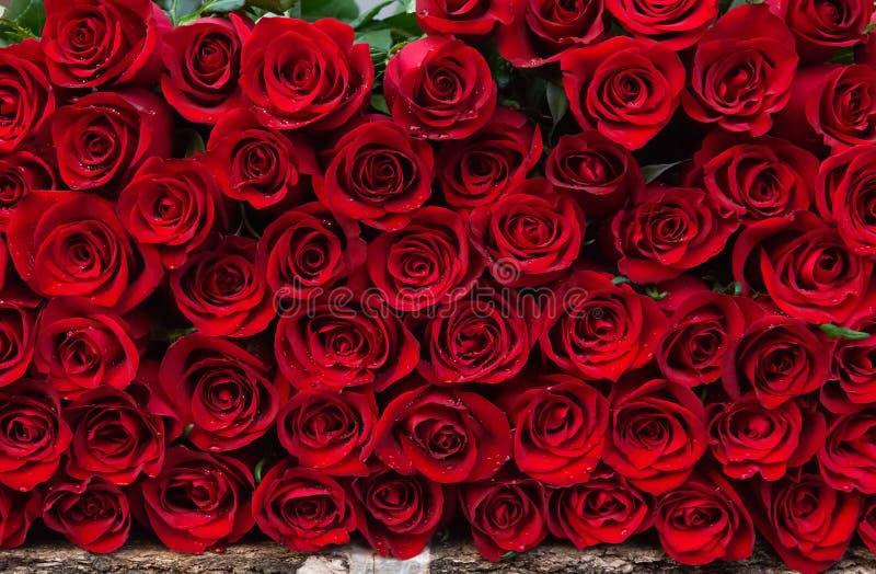 Background Many Red Roses with Water Drops Stock Photo - Image of ...