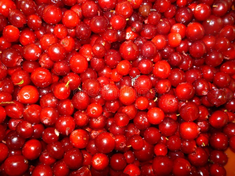 Background of Many Red Small Berries Stock Photo - Image of small, ripe ...