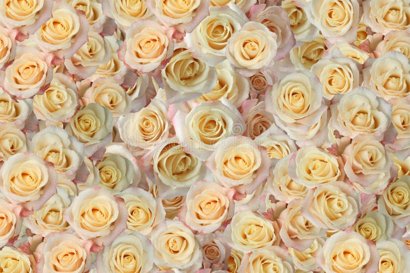Big Bunch of Multiple Pink Roses of a Bride Stock Image - Image of ...