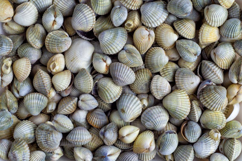 Background of Many Sea Shells Stock Photo - Image of snail, seashells ...