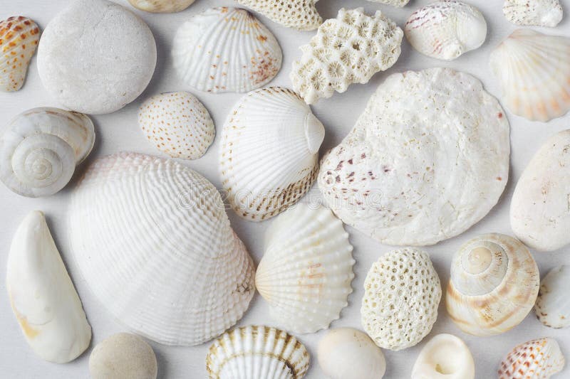 Background of Many Sea Shells Stock Image - Image of small, nautical ...