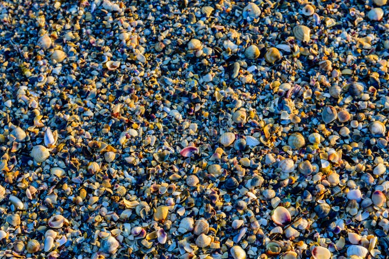 Background of the Many Sea Shells. Natural Pattern Stock Photo - Image ...