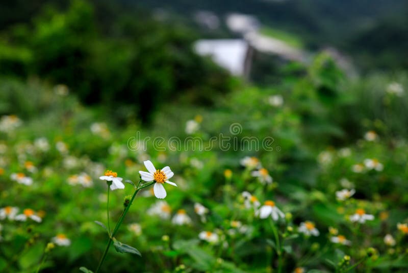 Background of Many Small Flowers of Chrysanthemum Stock Photo - Image ...