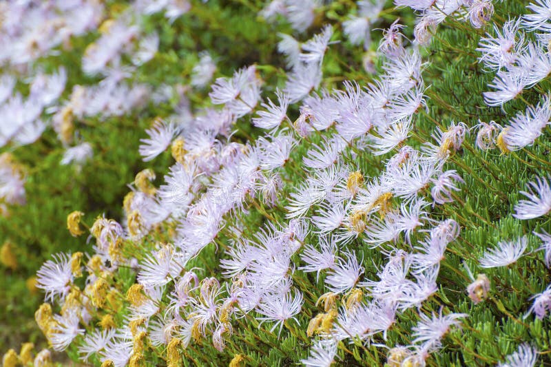 Background of Many Small Flowers. Stock Image - Image of garden ...