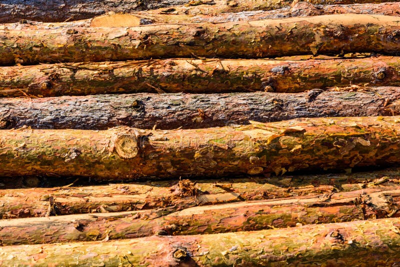 Background of the Many Tree Logs. Wooden Pattern Stock Image - Image of ...
