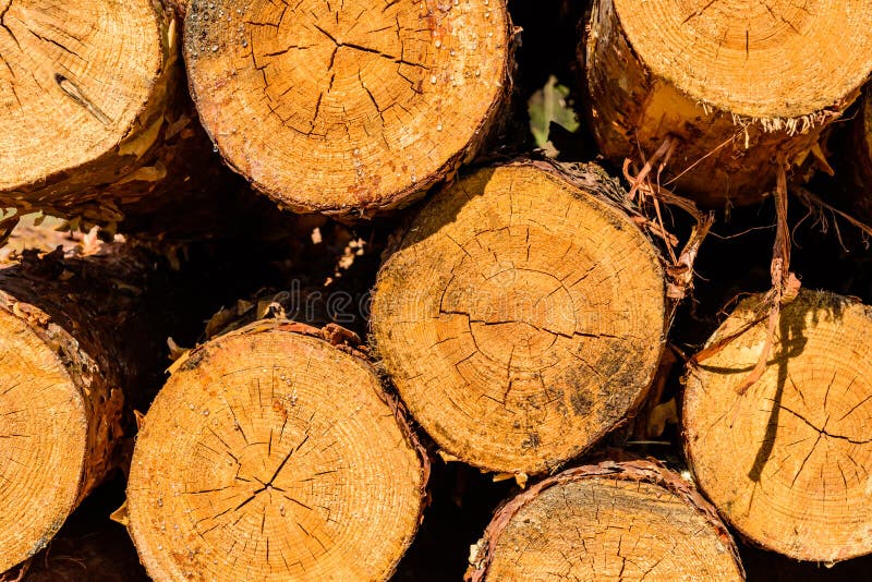 Background of the Many Tree Logs. Wooden Pattern Stock Image - Image of ...