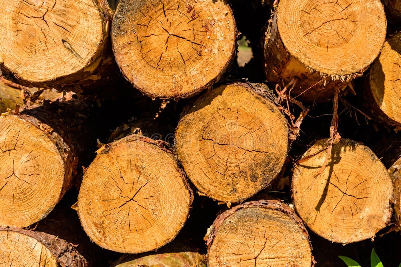 Background of the Many Tree Logs. Wooden Pattern Stock Image - Image of ...