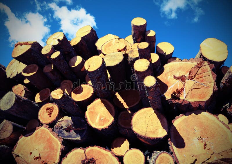 Background of Many Tree Trunks Cut by the Woodcutter with Vintage ...