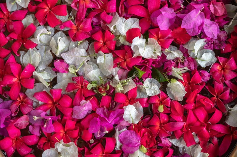 Background of Many Types of Plucked Original Flowers Spread on Surface ...