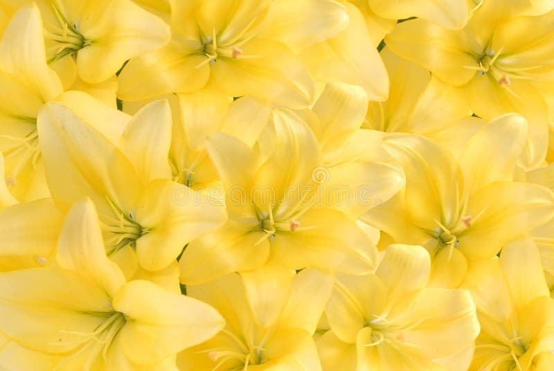 Background from Yellow Lilies Stock Image - Image of summer, plant ...