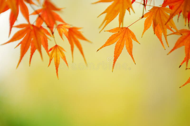 Background maple stock photo. Image of branch, botany - 7260042