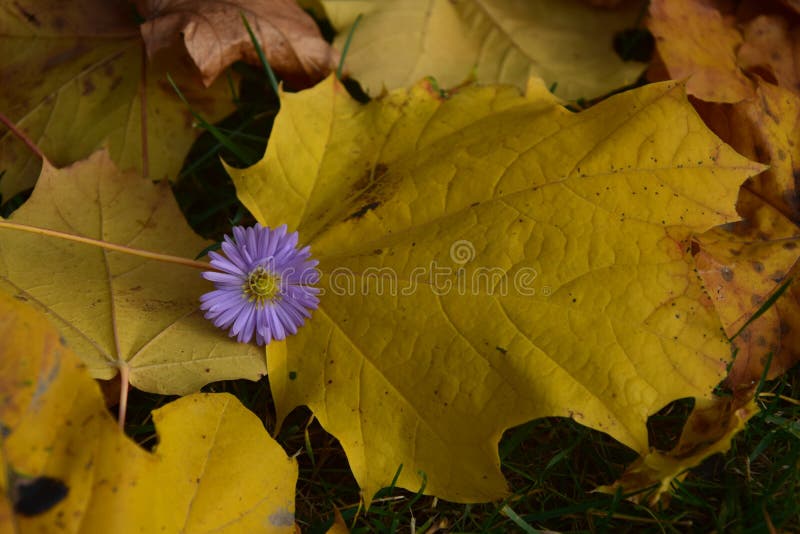 On a Background of Maple Leaves Flower Stock Image - Image of leaves ...