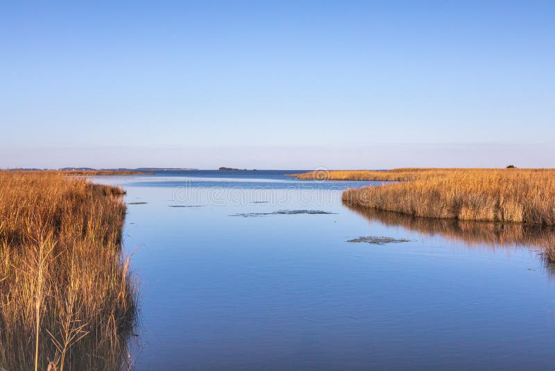 Background of Marsh, Grasses, Ecosystem on Outer Banks NC Stock Photo ...