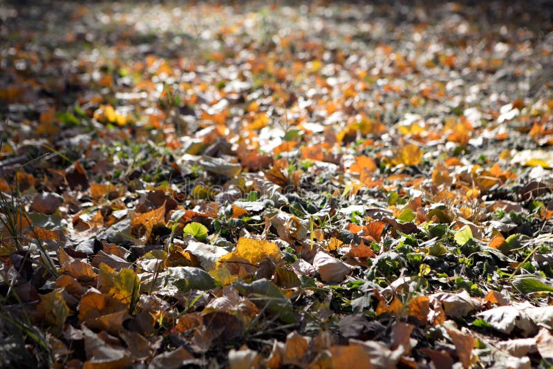 Background Material Covered with Fallen Leaves Stock Photo - Image of ...