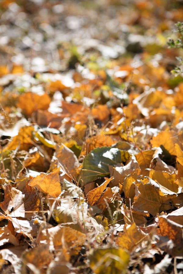 Background Material Covered with Fallen Leaves Stock Image - Image of ...