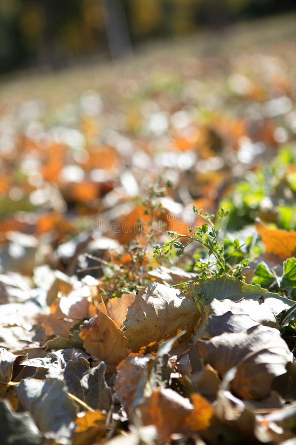 Background Material Covered with Fallen Leaves Stock Image - Image of ...