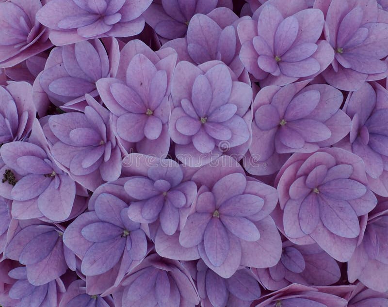 Background of Mauve Hydrangea Flowers Stock Photo - Image of botanical ...