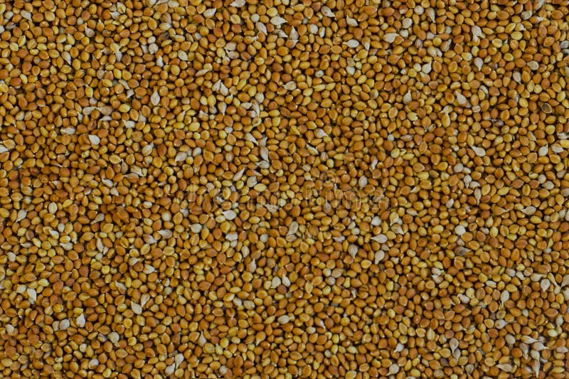 Background from Millet Grains. Texture for Design and Print. Natural ...