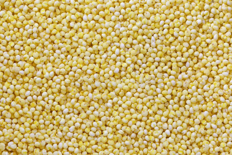 Background from millet stock photo. Image of foxtail - 53312324