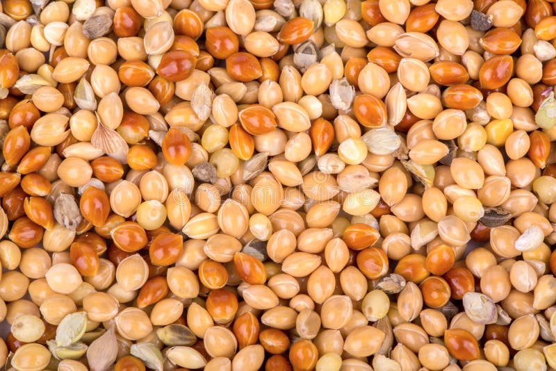 Background of millet stock photo. Image of crop, white - 48947664