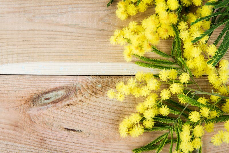 Background with Mimosa Flower Stock Photo - Image of mimosa, plant ...