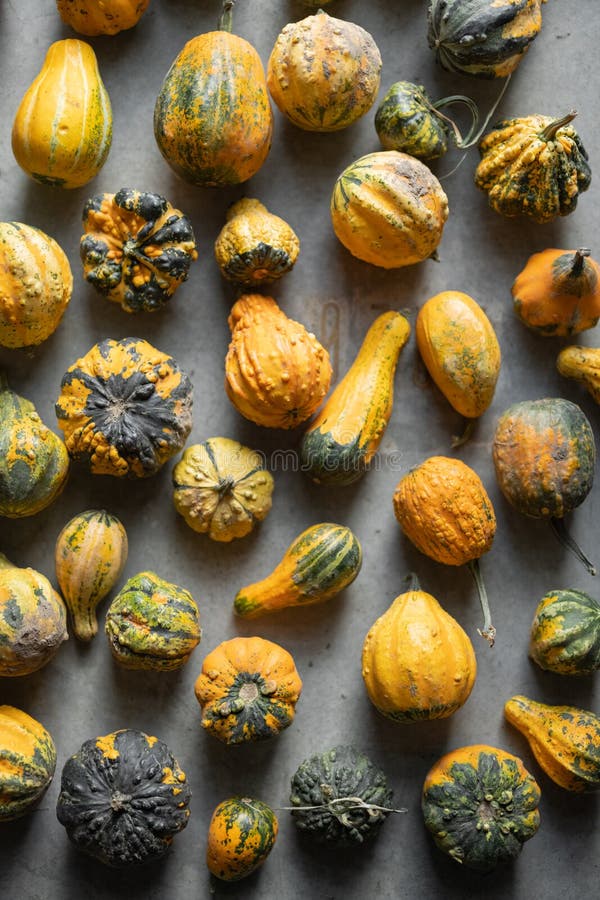 Background of Mini Decorative Pumpkins Stock Photo - Image of decor ...