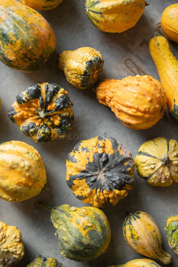 Background of Mini Decorative Pumpkins Stock Photo - Image of ...