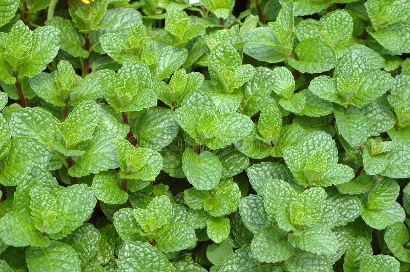Background of mint stock image. Image of mint, food, green - 4620059