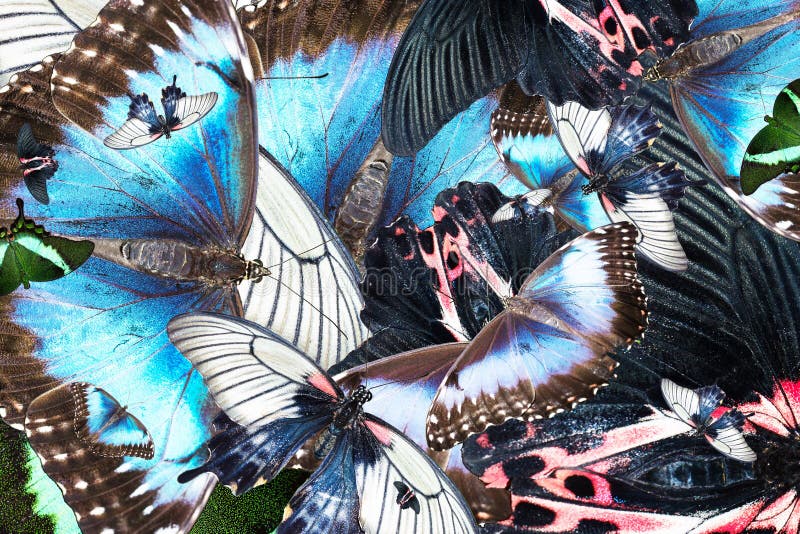 Background from the Mixed Multi-coloured Butterflies Stock Photo ...
