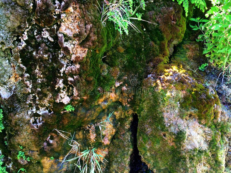Background with Moss or Mold on the Mountain Rock. Green Nature ...