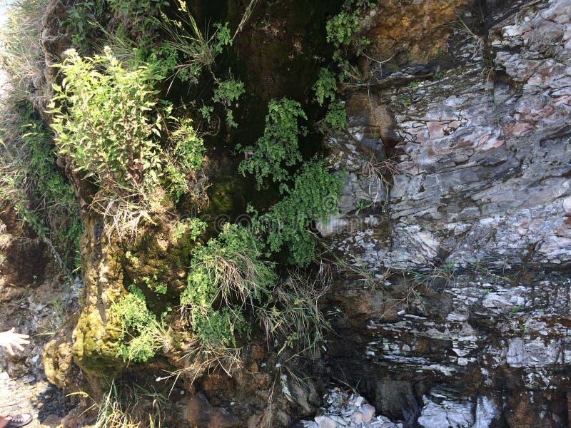 Background with Moss or Mold on the Mountain Rock. Green Nature ...