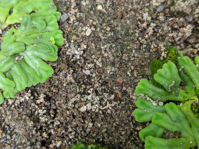 Background of Moss Plants on the Ground, Top View Stock Photo - Image ...