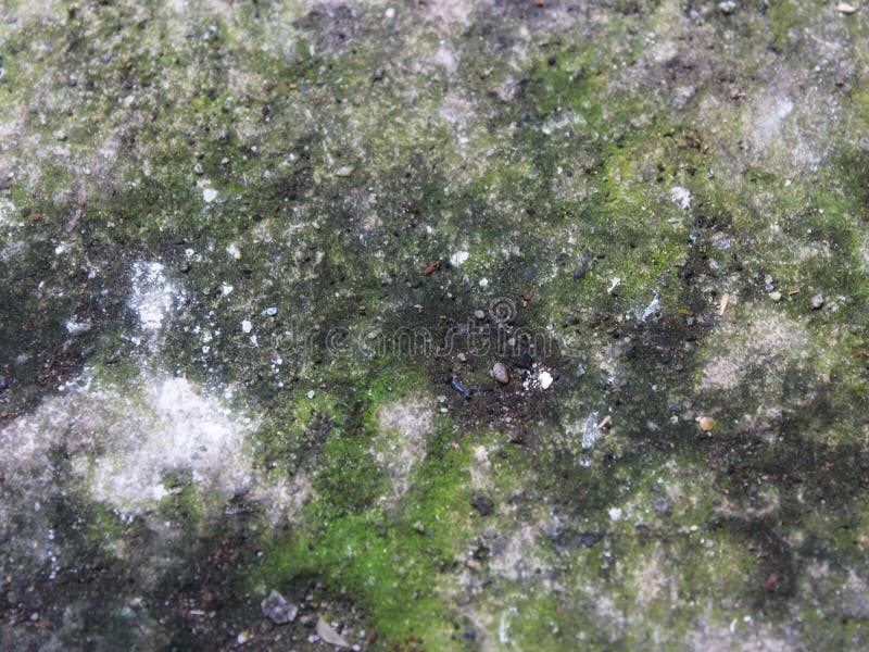 The Background of the Mossy Cement Floor Forms Stock Photo - Image of ...