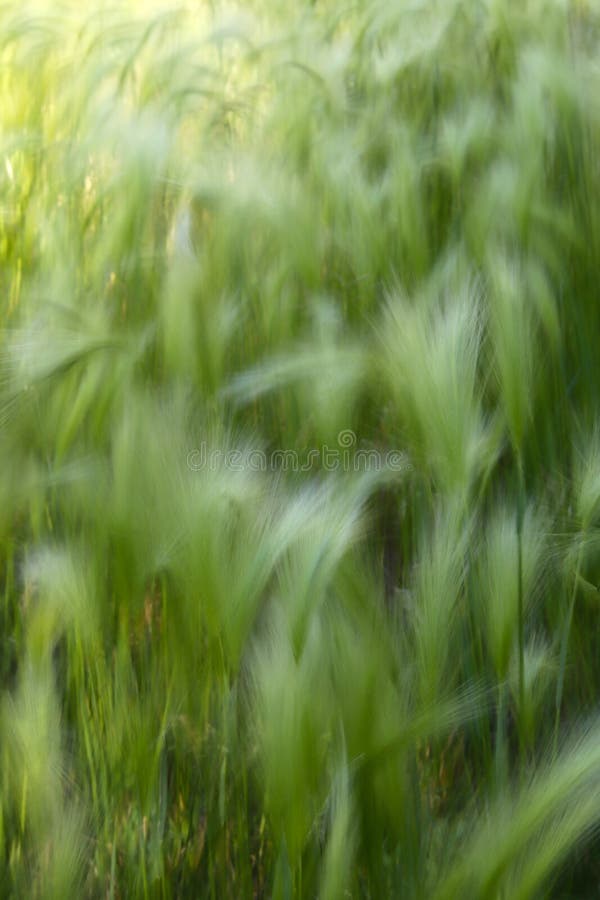 Background of Moving Grass, Abstract Stock Image - Image of effect ...