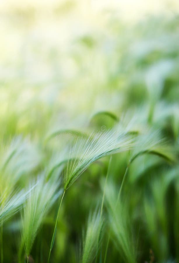 Background of Moving Grass, Abstract Stock Image - Image of color ...