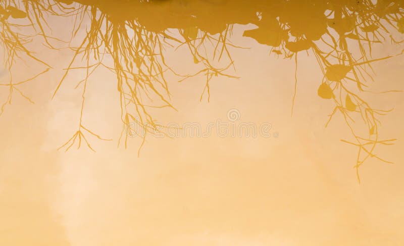 Background of Muddy Water Reflection of Grass in Water Stock Image ...