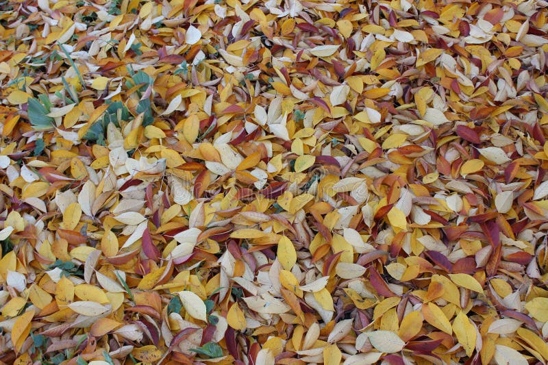 Background of Multi-colored Autumn Leaves of a Cherry Tree.Autumn ...