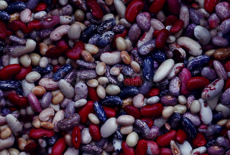 Background of Multi-colored Grains of Beans Close-up, Top View Stock ...