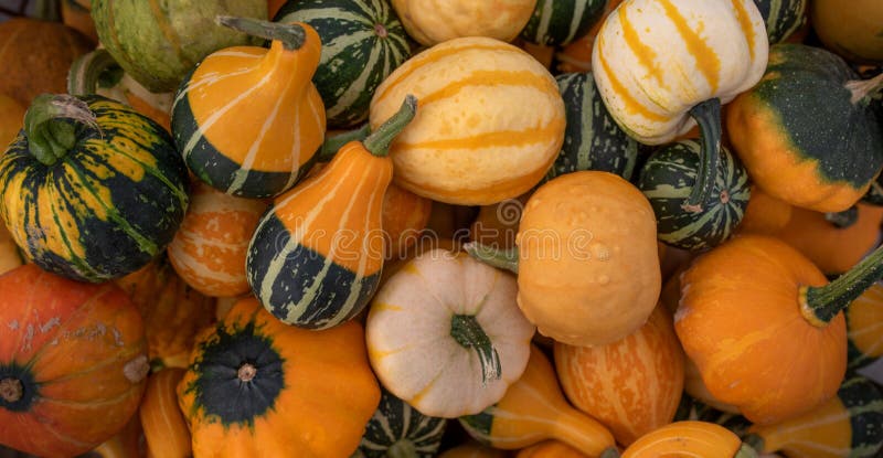 Background of Multi Colored Pumpkins at the Outdoor Farmers Market ...