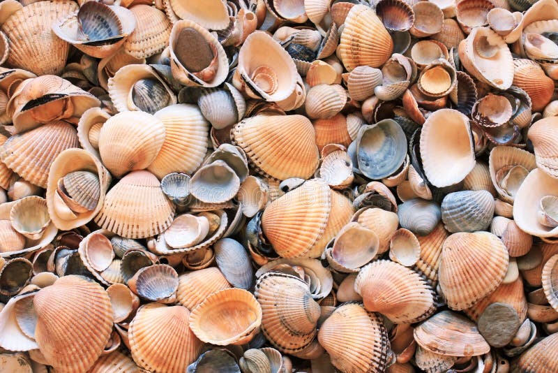 Background from Multi-colored Sea Shells Stock Image - Image of edible ...